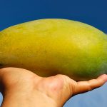 キンコウマンゴー | 光陽マンゴー園